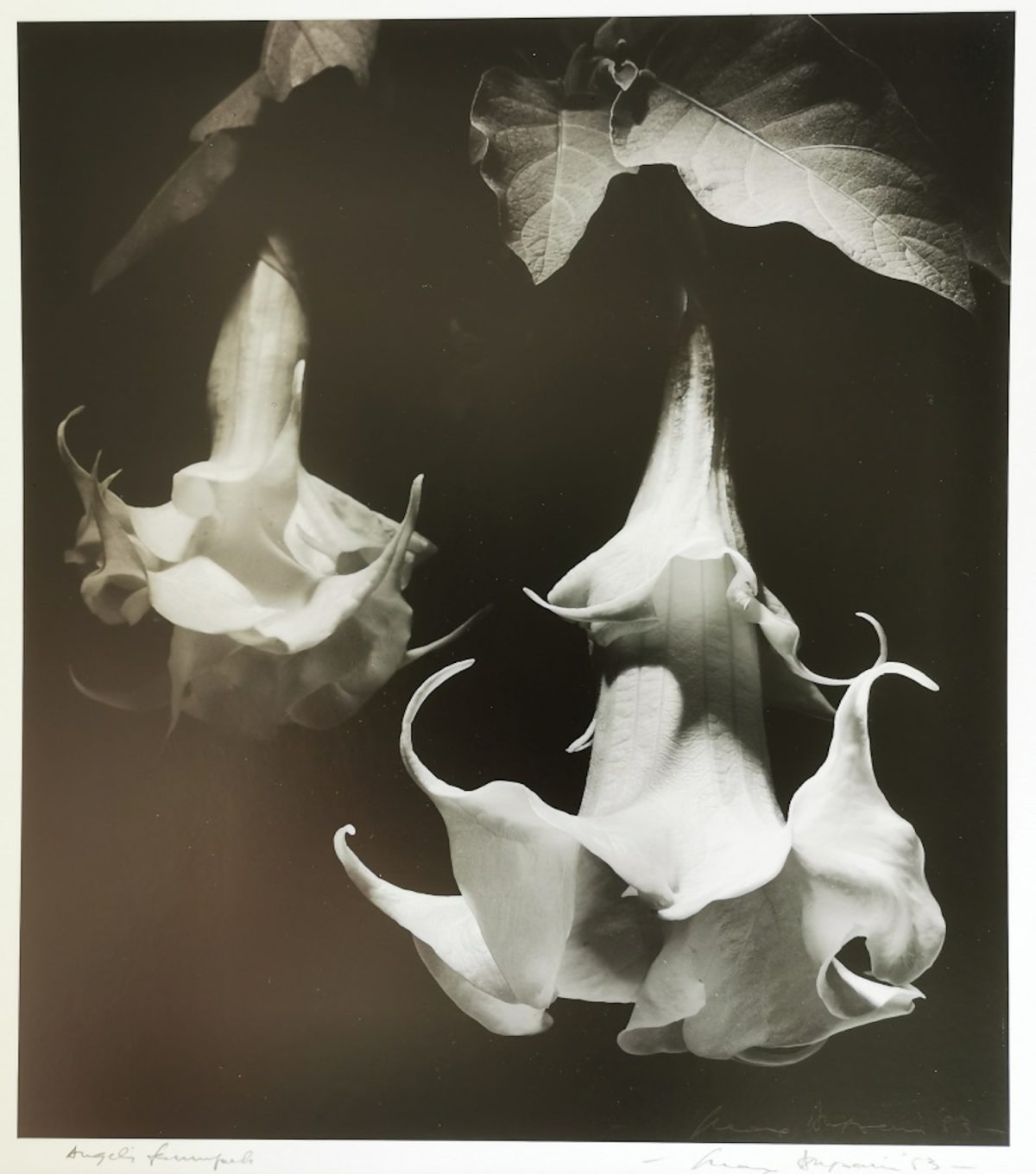 VINTAGES - Max Dupain Photography