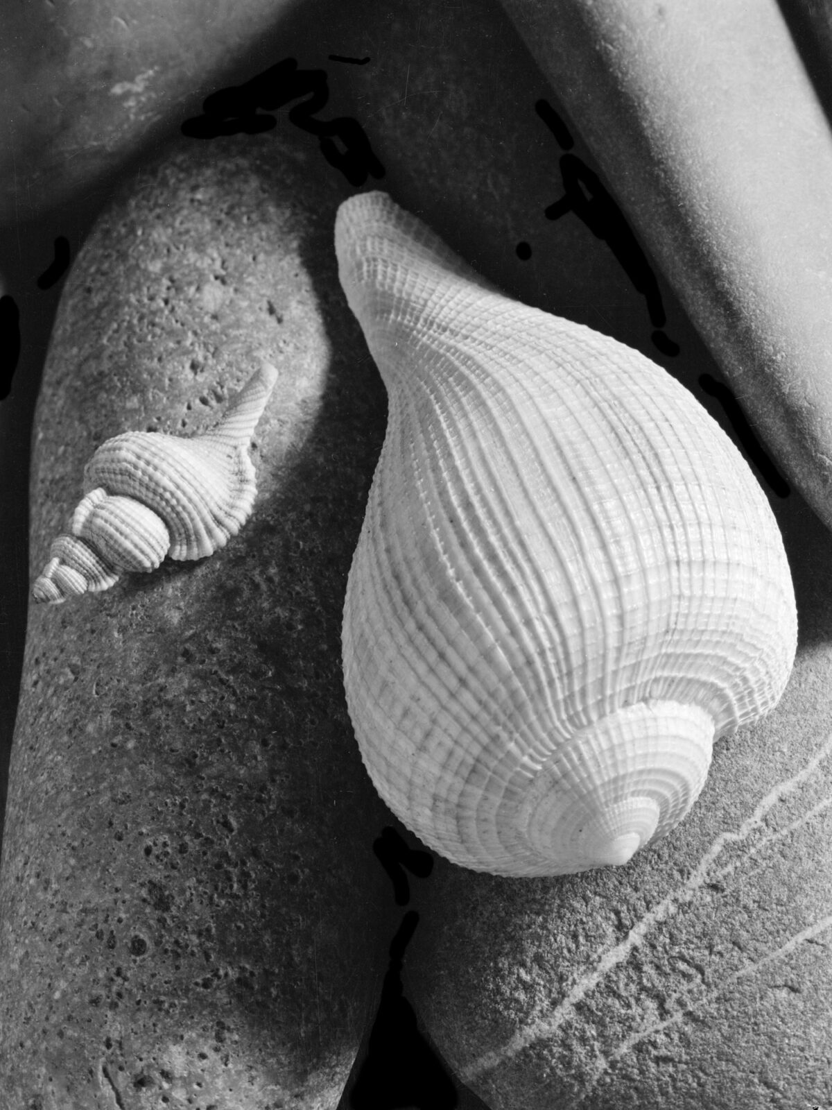 STILL LIFE - Max Dupain Photography