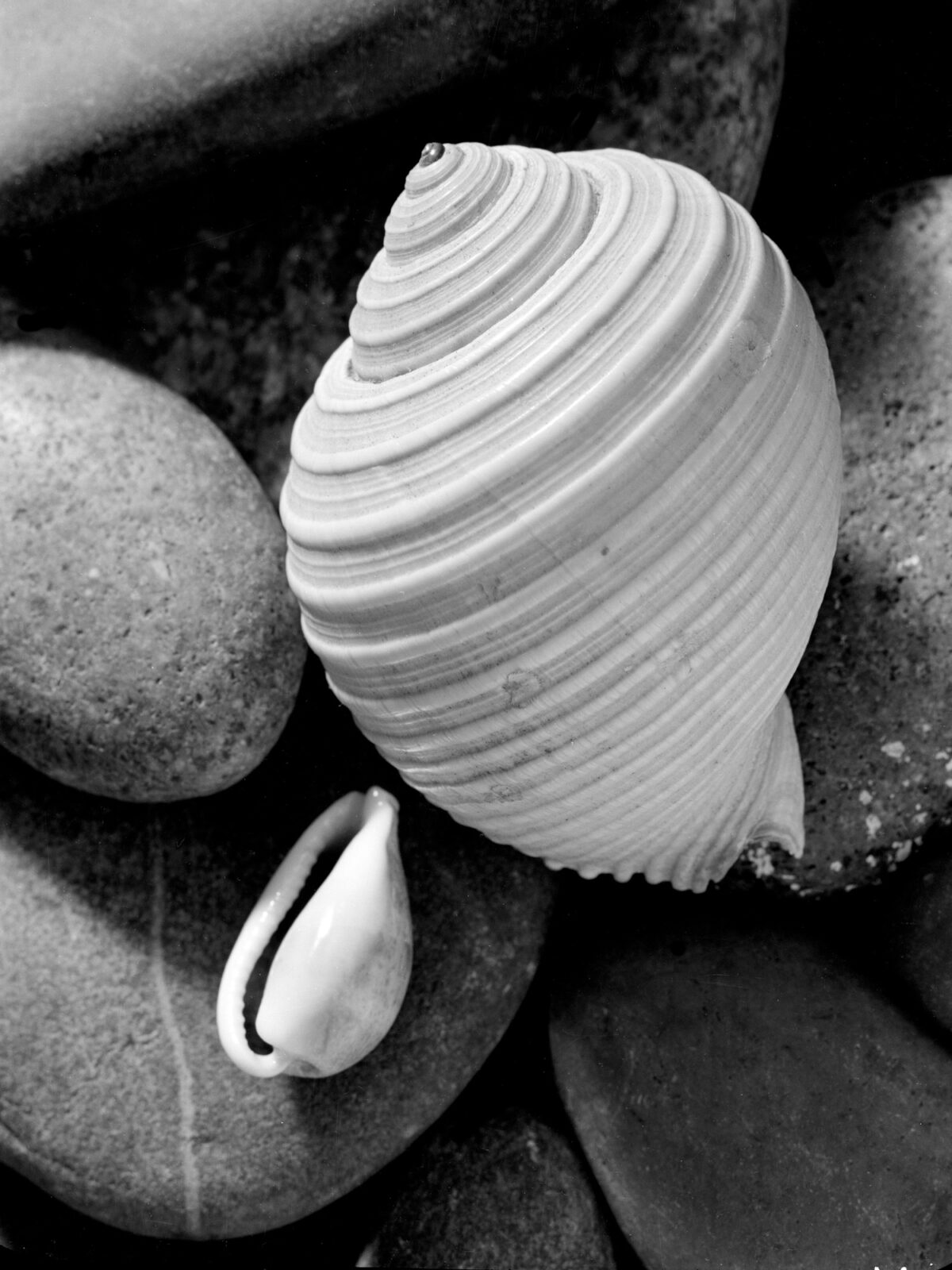 STILL LIFE - Max Dupain Photography