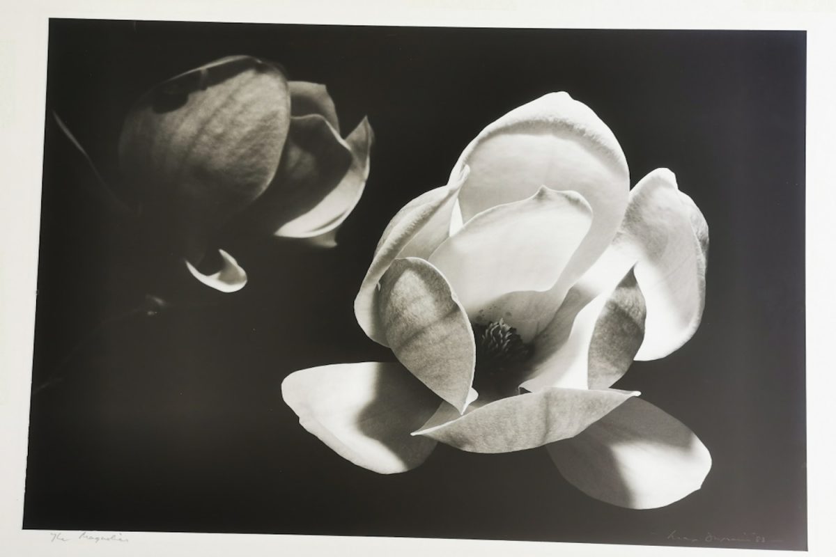 VINTAGES - Max Dupain Photography