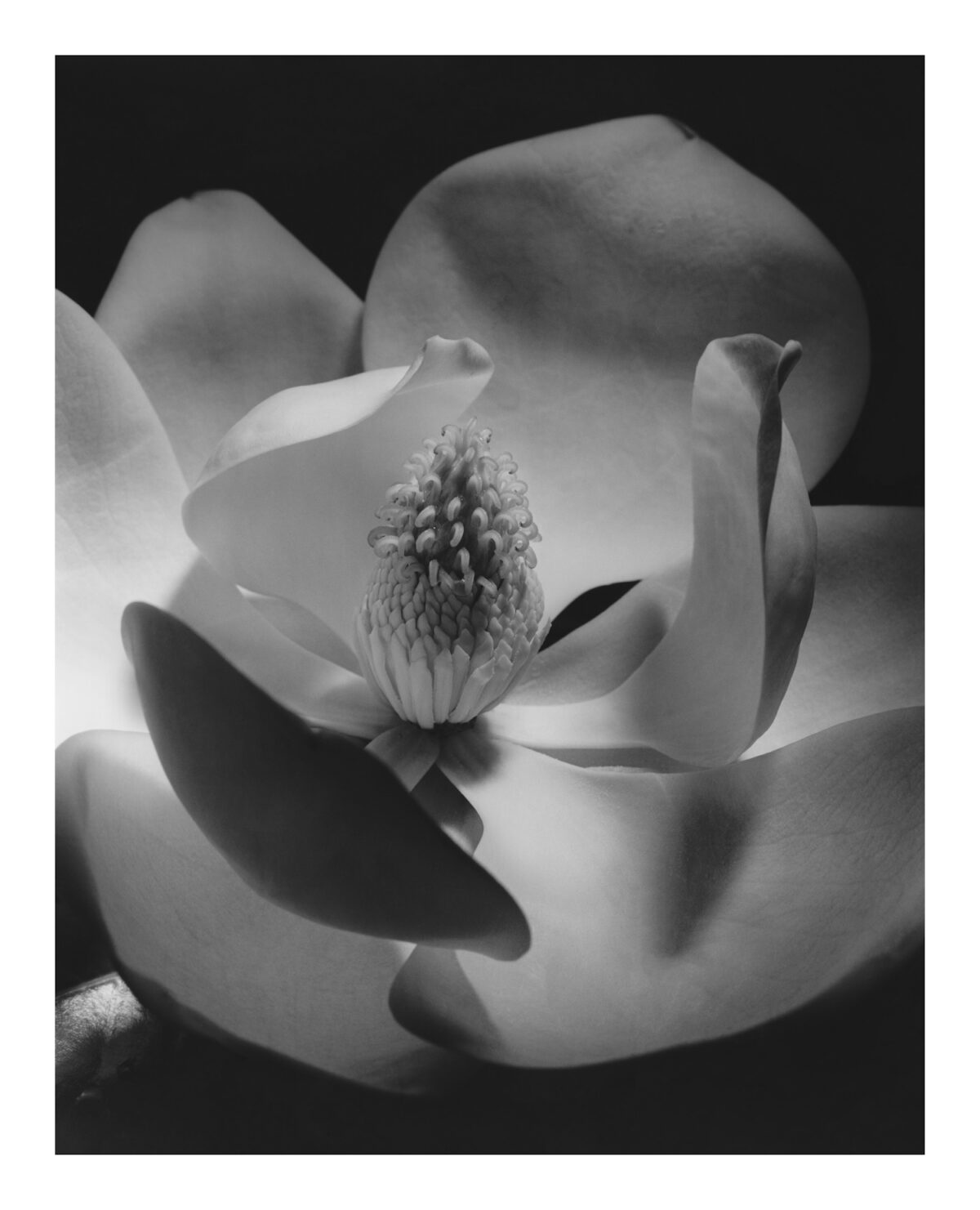 SPECIALS - Max Dupain Photography